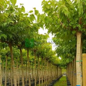 Fruit mulberry, Landscape mulberry, Mulberry leaf mulberry - Morus alba ...
