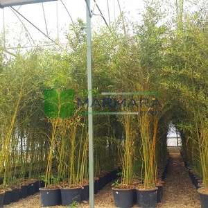 Altuni bambu, bambo - Bambusa (Phyllostachys) aurea (POACEAE) - SMS ...