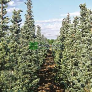 Columnar Blue Atlas Cedar fastigiata - Cedrus atlantica fastigiata ...