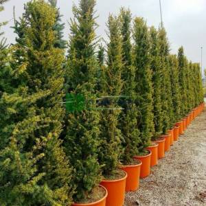 Columnar Blue Atlas Cedar fastigiata - Cedrus atlantica fastigiata ...