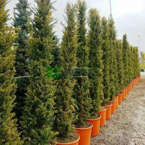 Columnar Blue Atlas Cedar fastigiata - Cedrus atlantica fastigiata ...