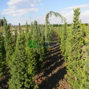 Columnar Blue Atlas Cedar fastigiata - Cedrus atlantica fastigiata ...