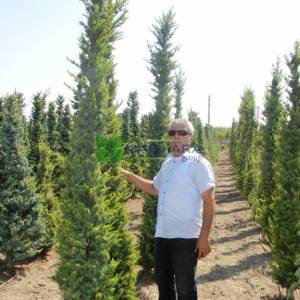 Columnar Blue Atlas Cedar fastigiata - Cedrus atlantica fastigiata ...