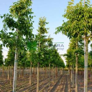 European Hackberry, Mediterranean Hackberry, Lotus Berry, Southern ...