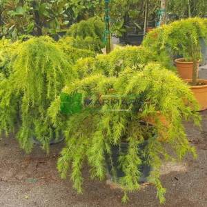 Deodar Cedar, Himalayan Cedar gold cascade - Cedrus deodara gold ...